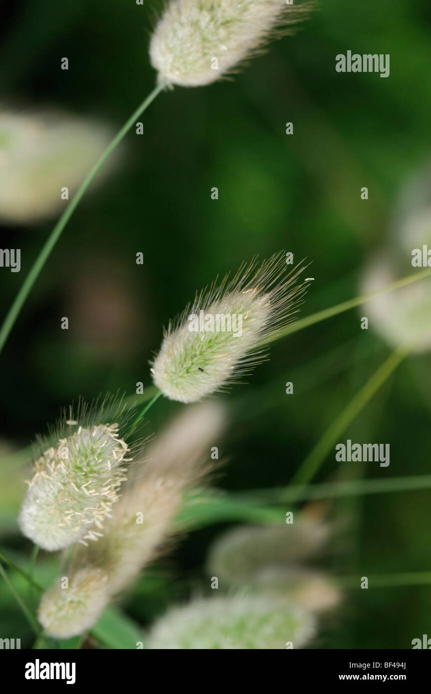 Lagurus ovatus Hares tail grass garden perennial grasses architectural ...