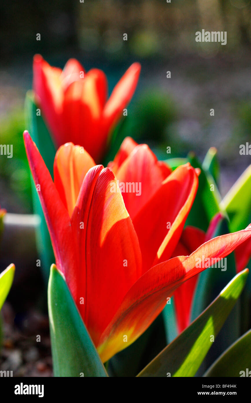Scarlet Tulip Close Up High Resolution Stock Photography and Images - Alamy