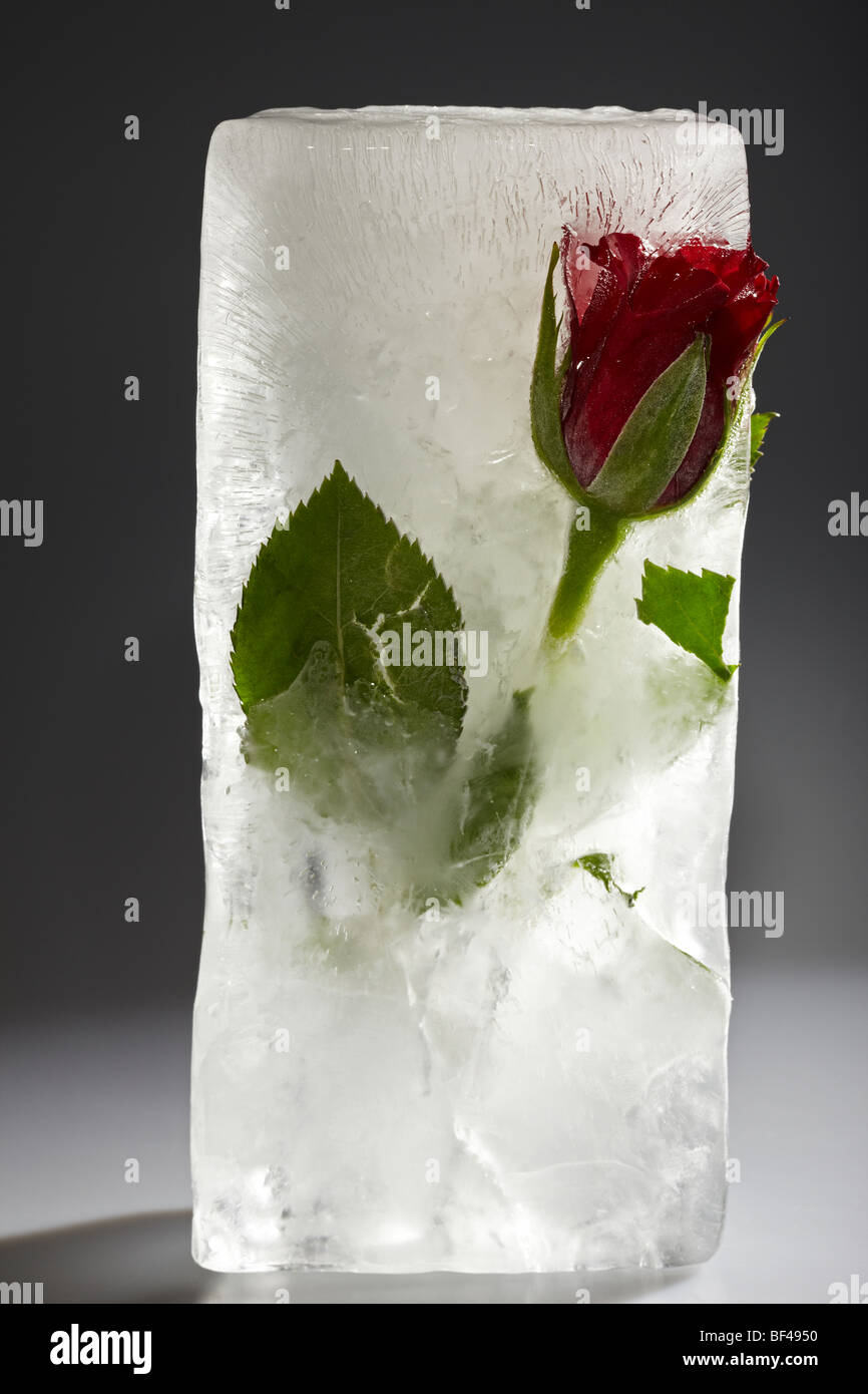 Red Rose frozen in Ice Stock Photo - Alamy
