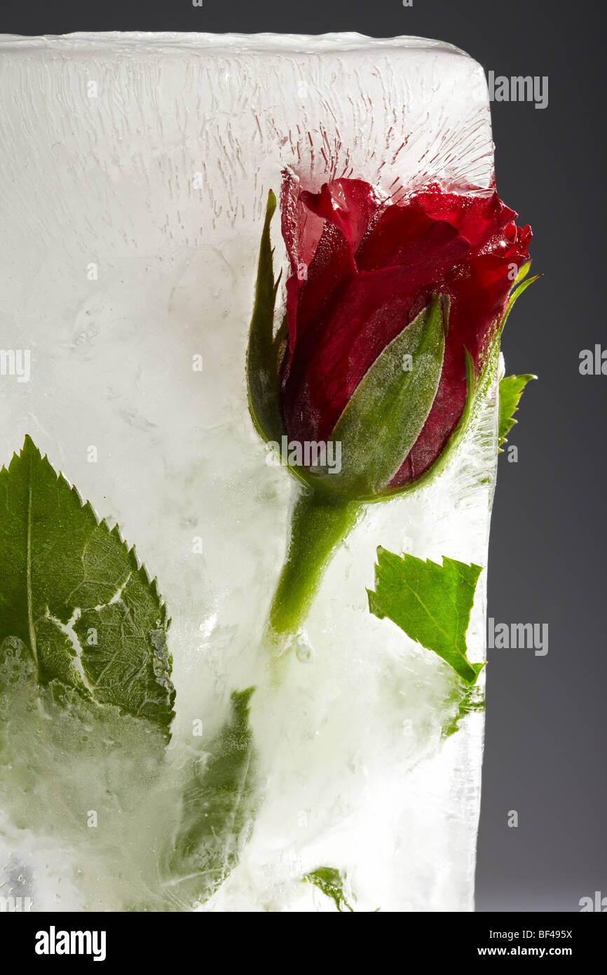 Red Rose frozen in Ice Stock Photo - Alamy