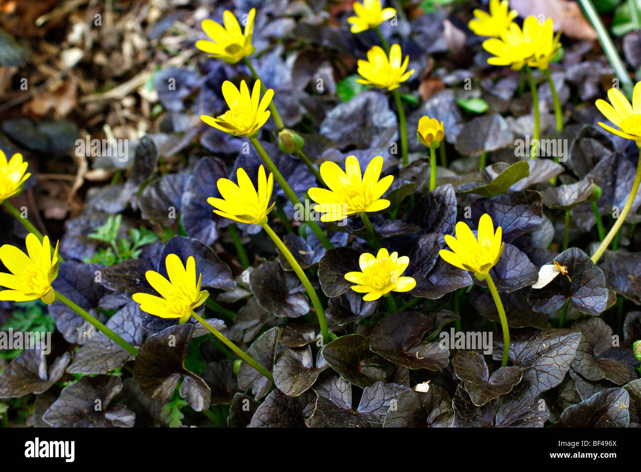 Brazen hussy hi-res stock photography and images - Alamy