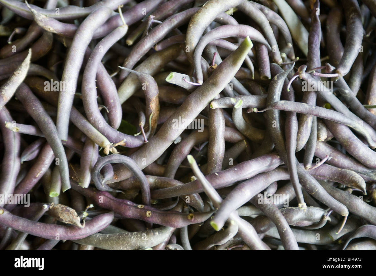 purple string beans Stock Photo - Alamy