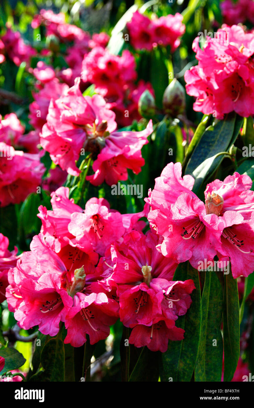 Rhododendron arboreum hi-res stock photography and images - Alamy