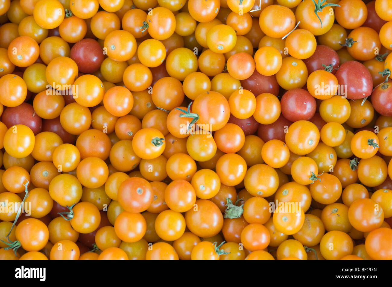 yellow cherry tomatoes Stock Photo - Alamy