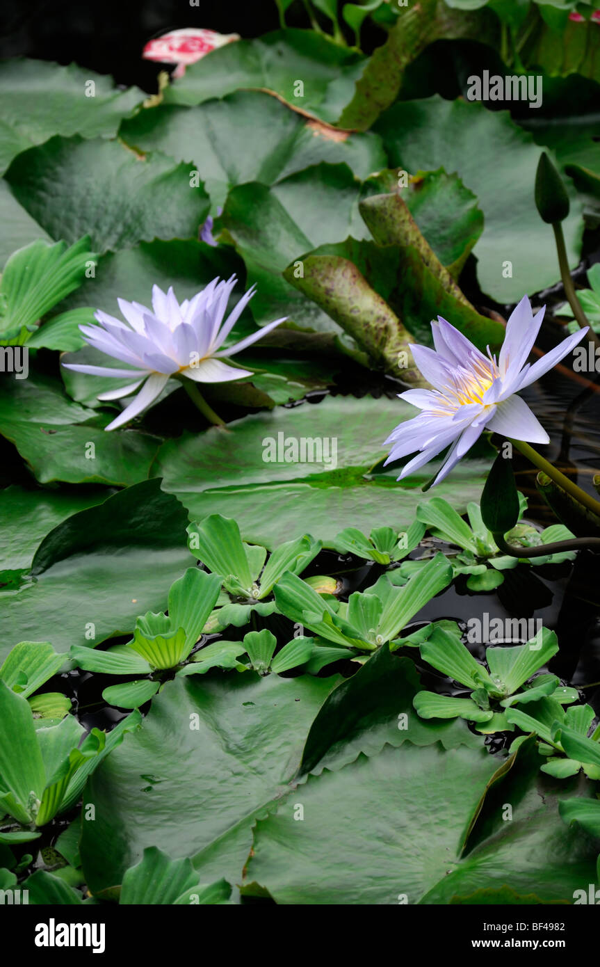 Water lily flower Nymphaea pamela sky blue flowers stellate round shape ...