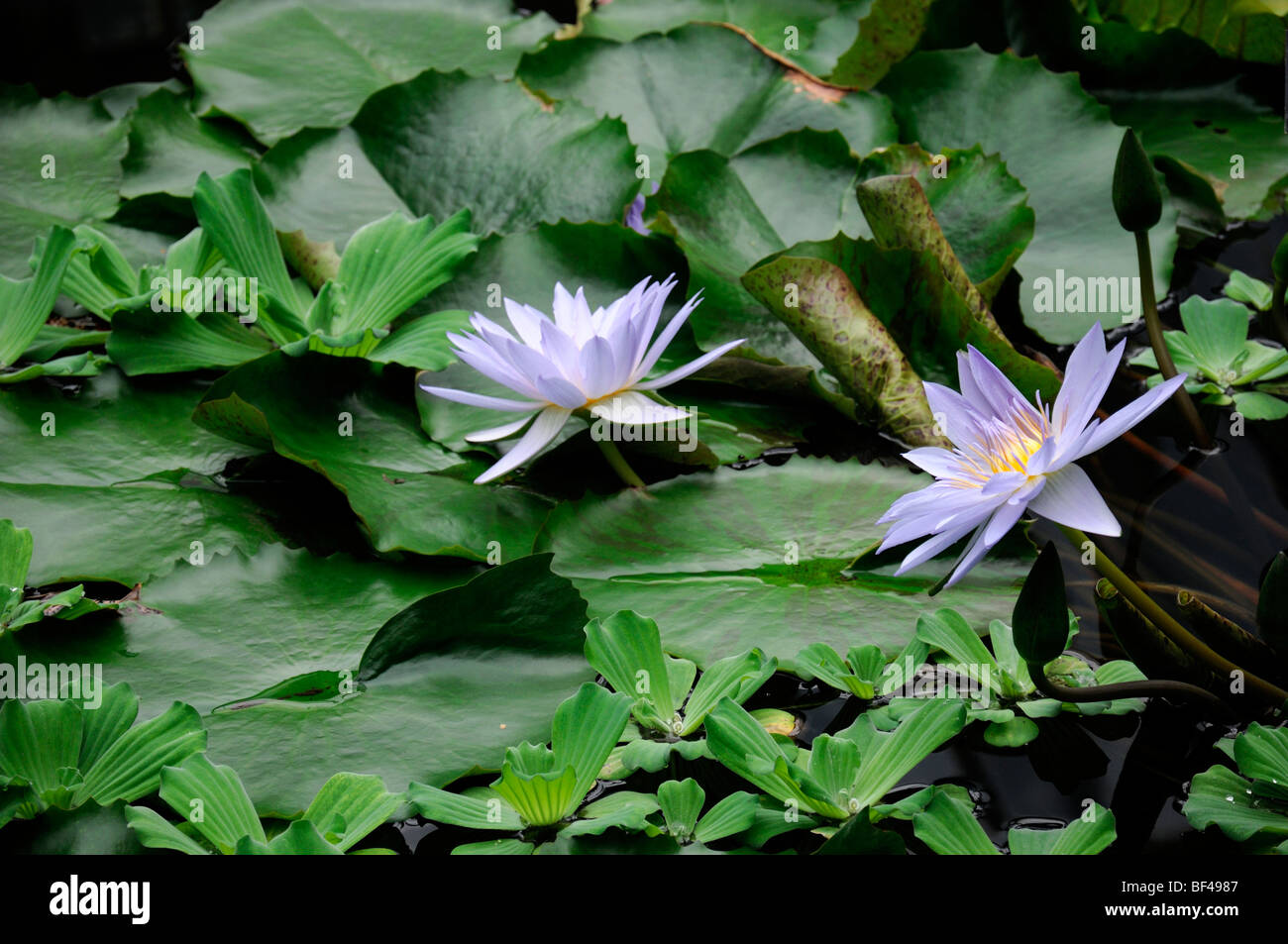 Water lily flower Nymphaea pamela sky blue flowers stellate round shape ...