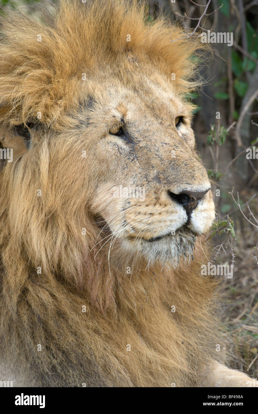 Male African Lion, Panthera leo, named Broken Tooth, resting under ...