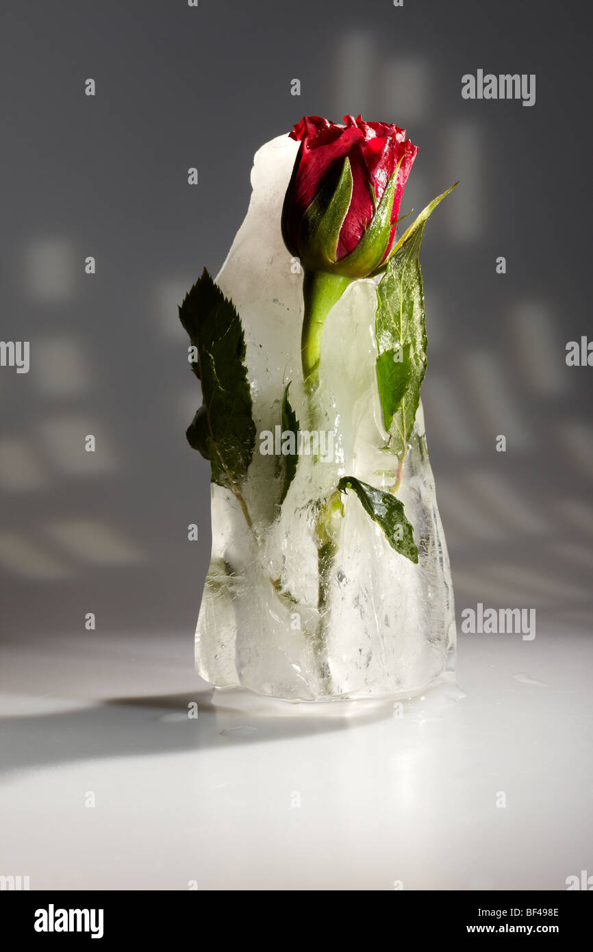 Red Rose frozen in Ice Stock Photo - Alamy