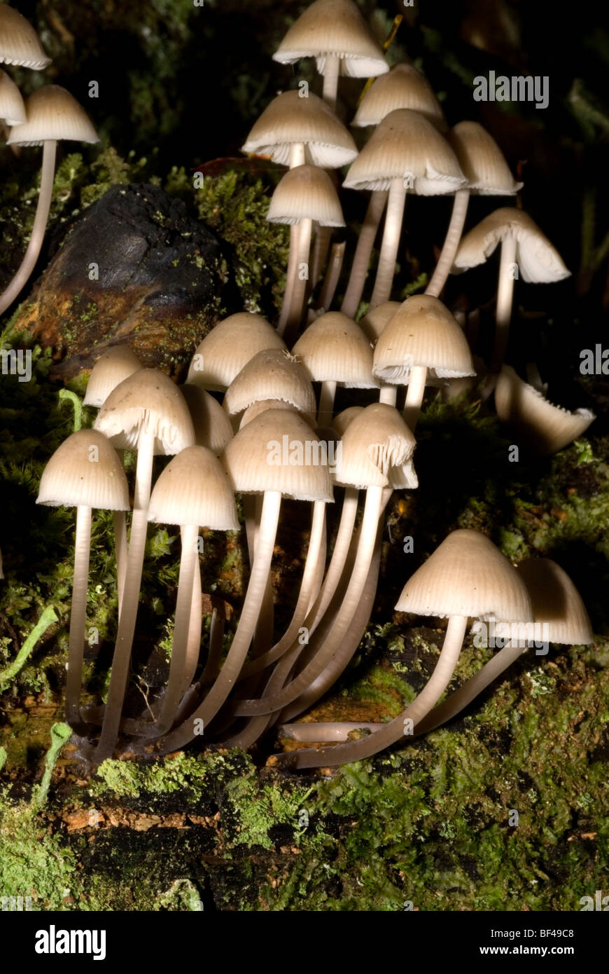 Bonnets up hi-res stock photography and images - Alamy