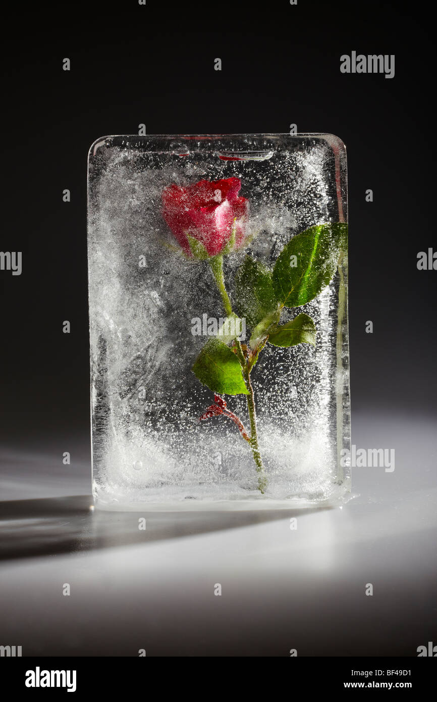 Red Rose frozen in Ice Stock Photo - Alamy