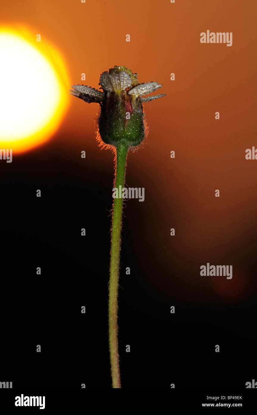 Flower and Sun Stock Photo - Alamy