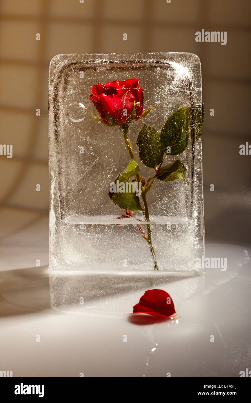 Red Rose frozen in Ice Stock Photo - Alamy