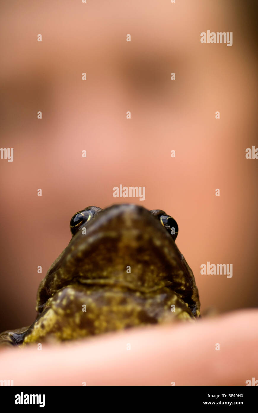 Girl with common frog hi-res stock photography and images - Alamy