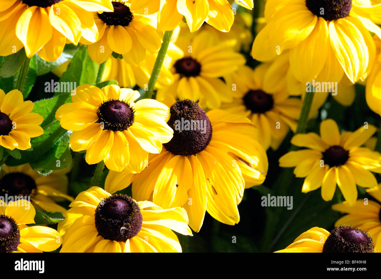 Rudbeckia hirta toto lemon hi-res stock photography and images - Alamy