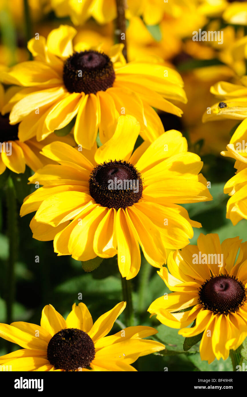 rudbeckia hirta 'toto lemon' black-eyed susan gold yellow flower bloom ...