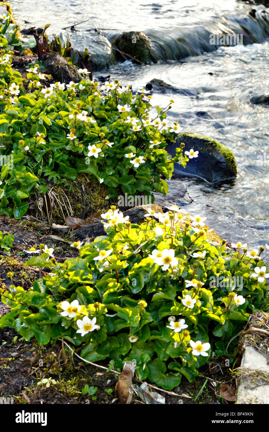 Caltha palustris alba Marwood Hill Gardens, North Devon Stock Photo - Alamy