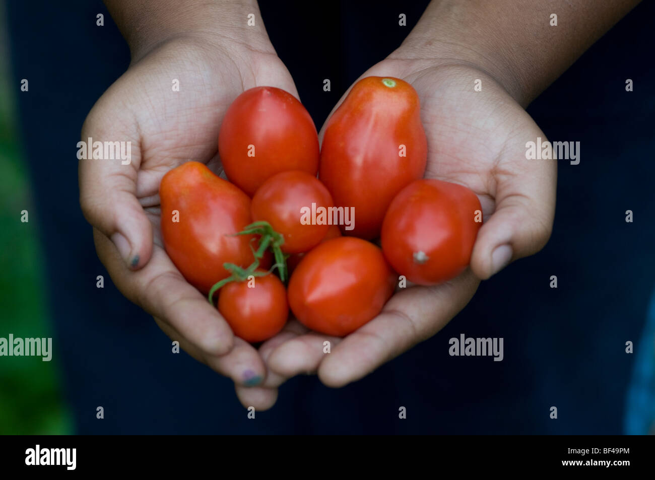 Tomato bounty hi-res stock photography and images - Alamy