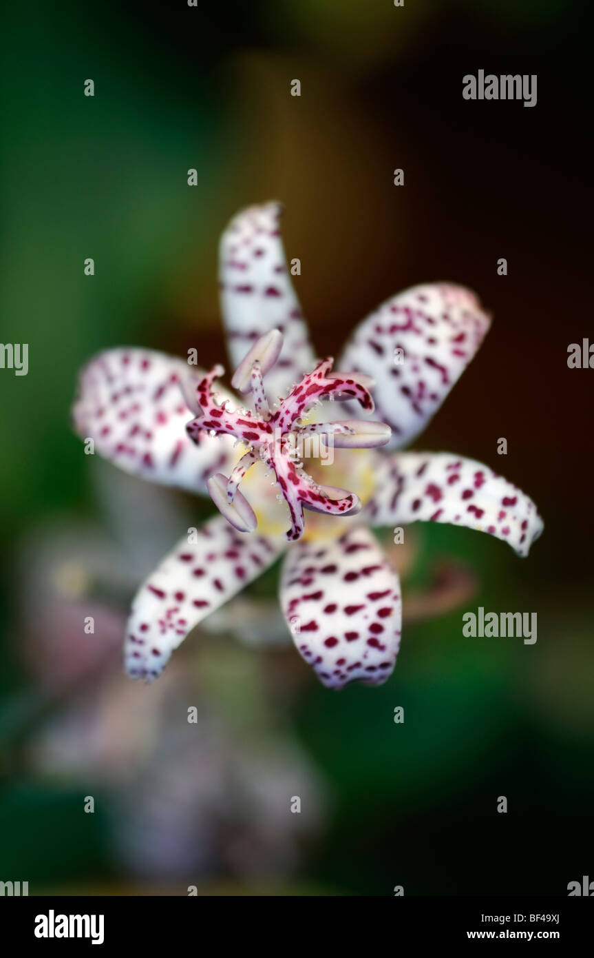 Tricyrtis Formosana var glandosa purple spotted flower garden ...