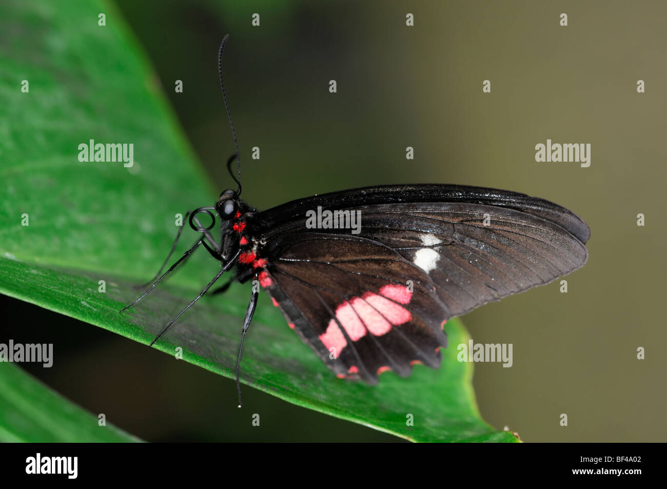 Cattleheart butterflies hi-res stock photography and images - Alamy