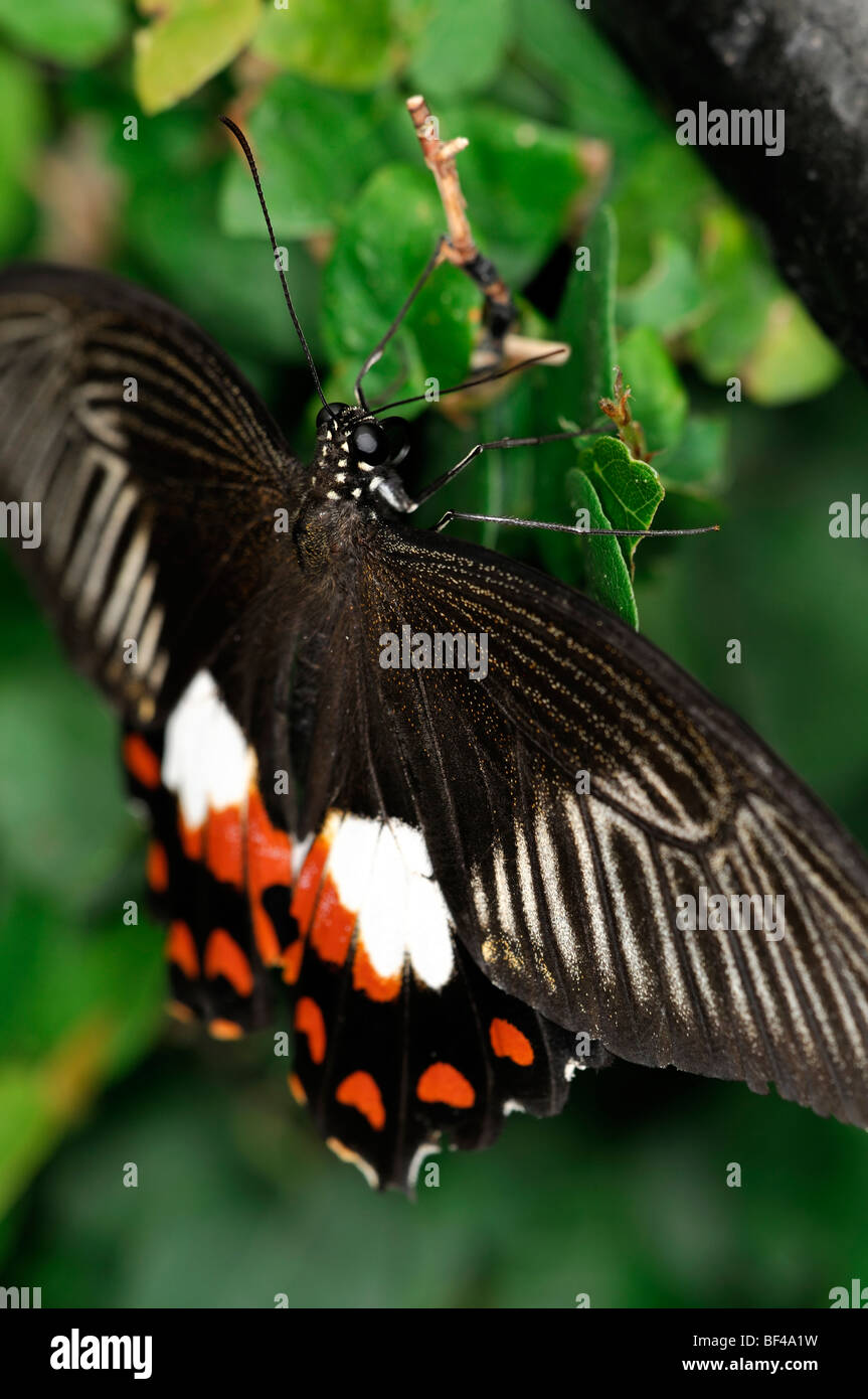 Butterfly At Rest High Resolution Stock Photography and Images - Alamy