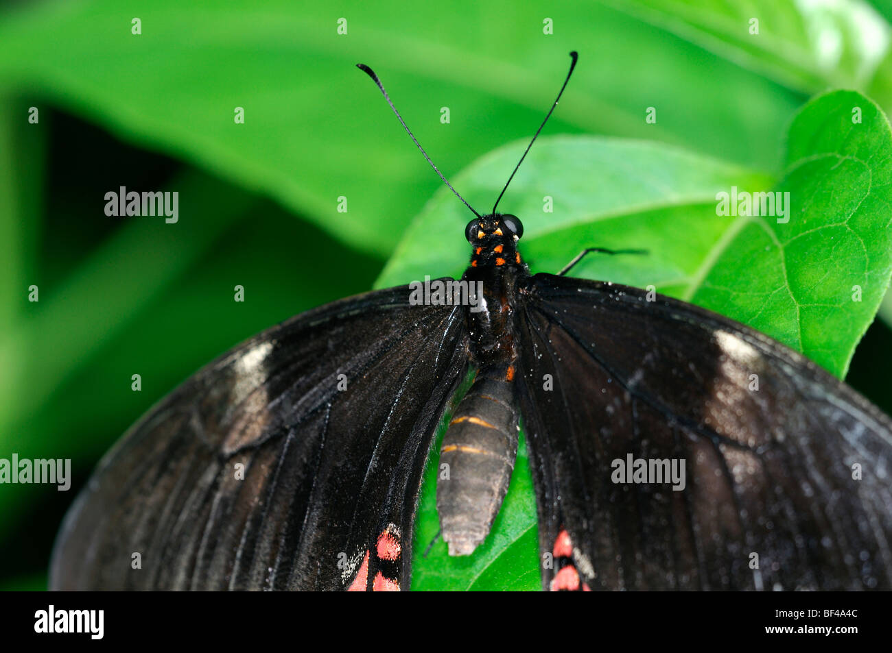 Parides iphidamas on a leaf hi-res stock photography and images - Alamy