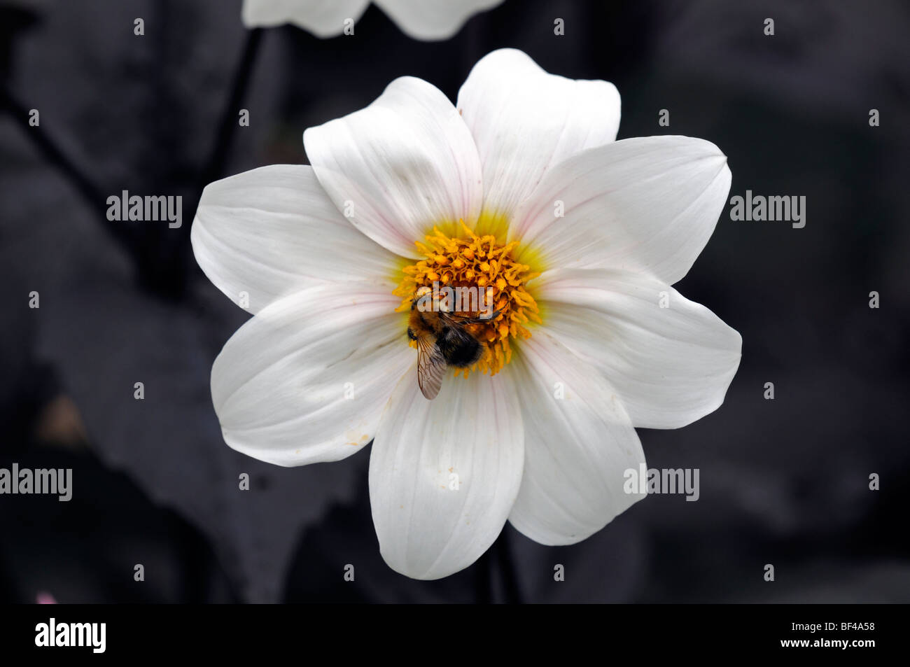 honey bee feeding feed drink drinking nectar pollen pollinating ...