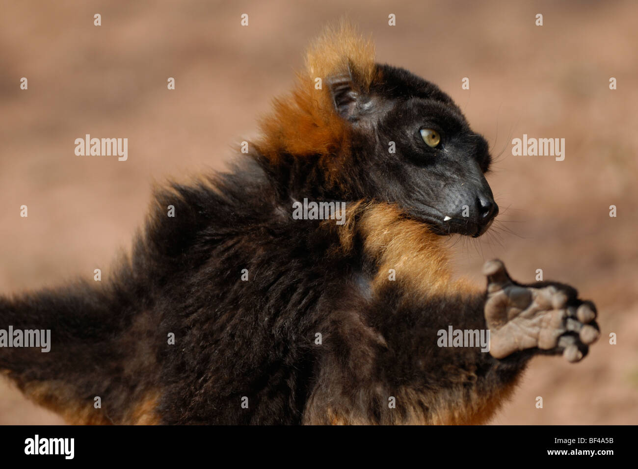Mammal lemur ruffed hi-res stock photography and images - Alamy