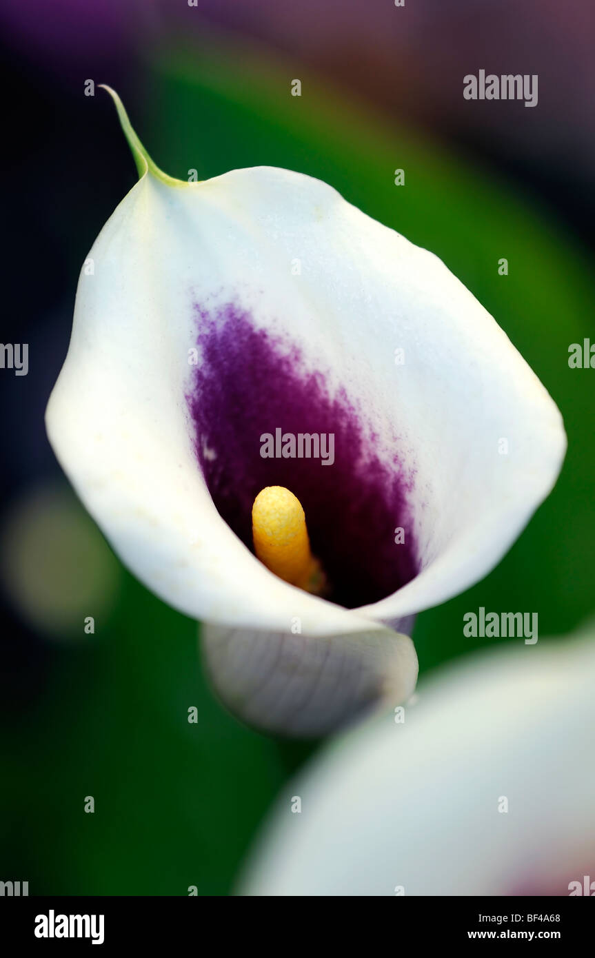 Zantedeschia Calla lily picasso white purple yellow flowered flower ...