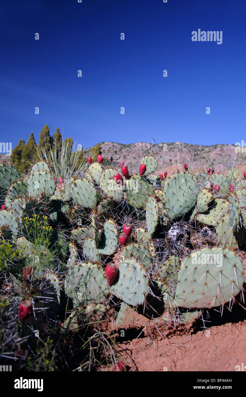 Opuntia - Prickly pear cactus with fruit, Palo Duro canyon, Texas - 2nd ...