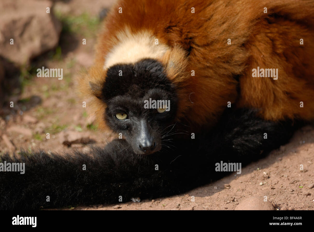 Red Ruffed Lemur Stock Photo - Alamy