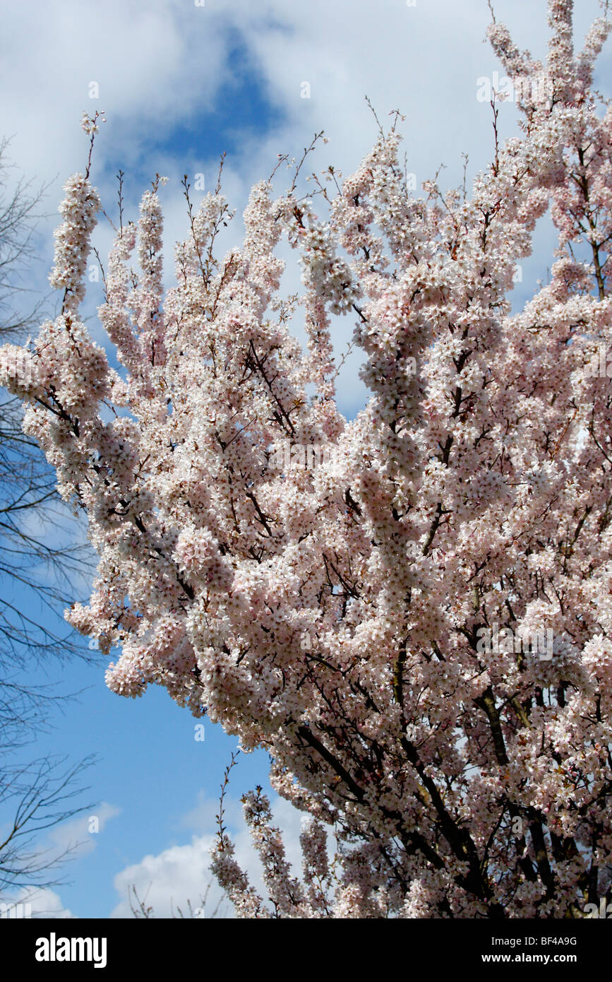 Prunus pandora hi-res stock photography and images - Alamy