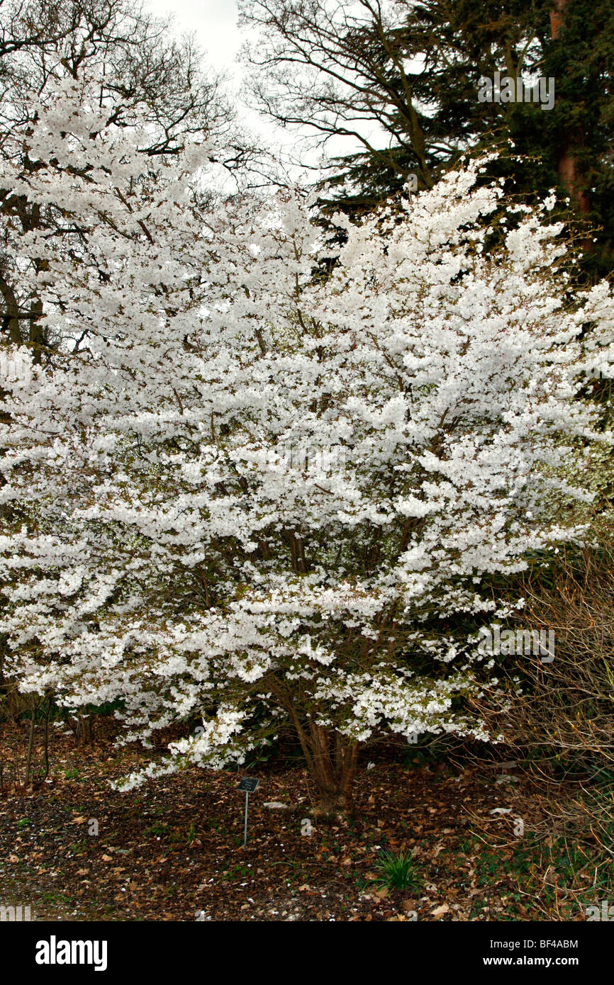 Prunus incisa the bride hi-res stock photography and images - Alamy