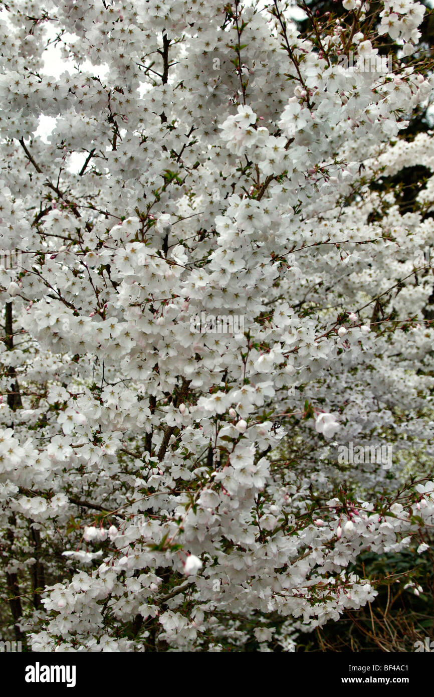Prunus incisa the bride hi-res stock photography and images - Alamy