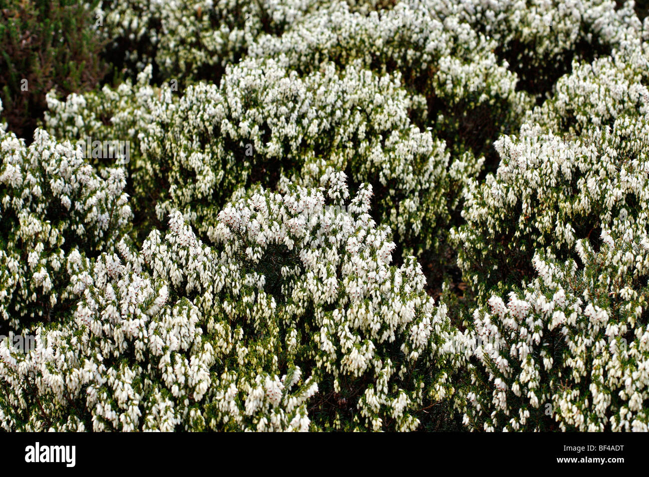 Erica erigena 'Nana Compacta' Stock Photo - Alamy