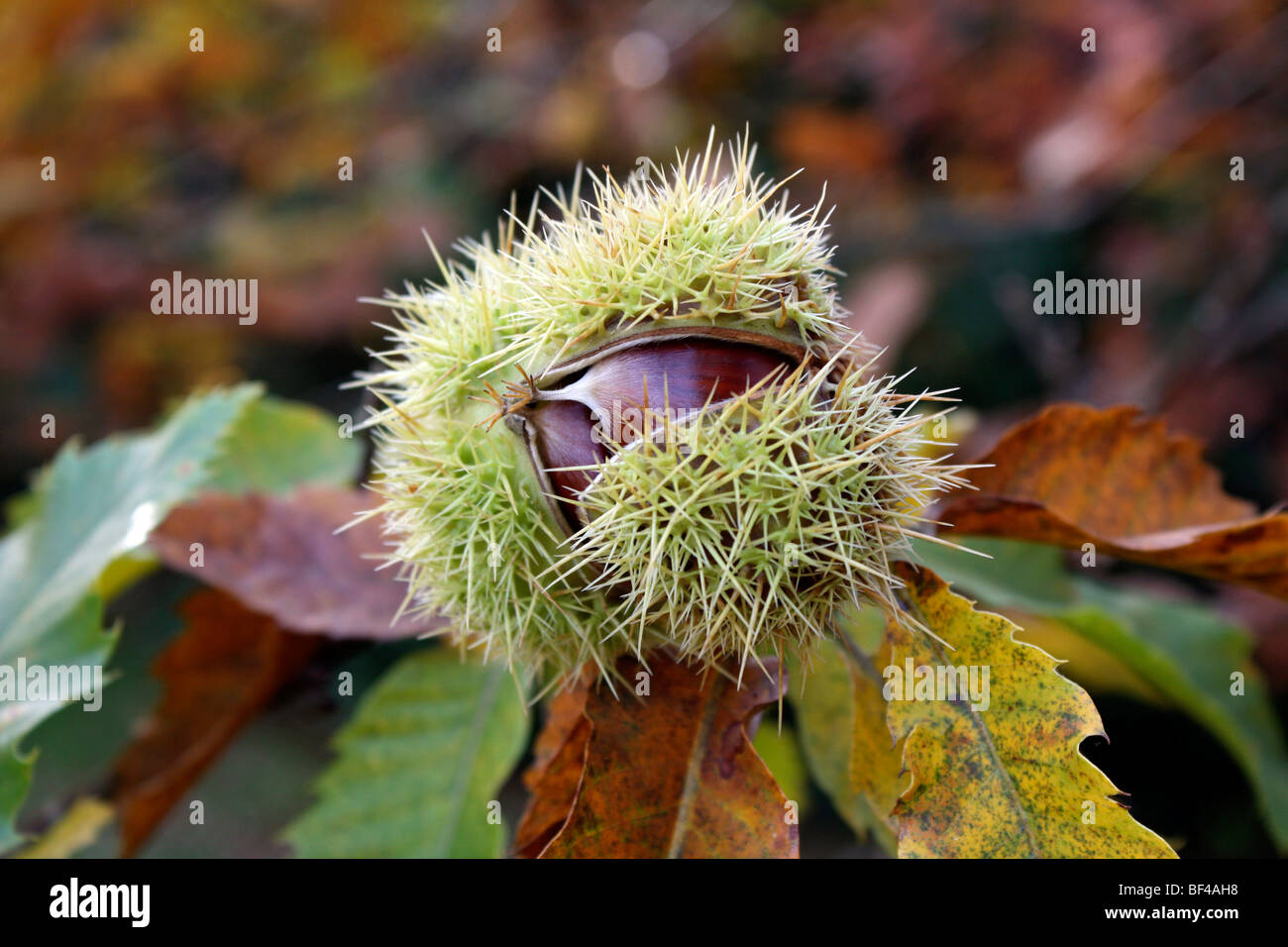 Bur seed hi-res stock photography and images - Alamy