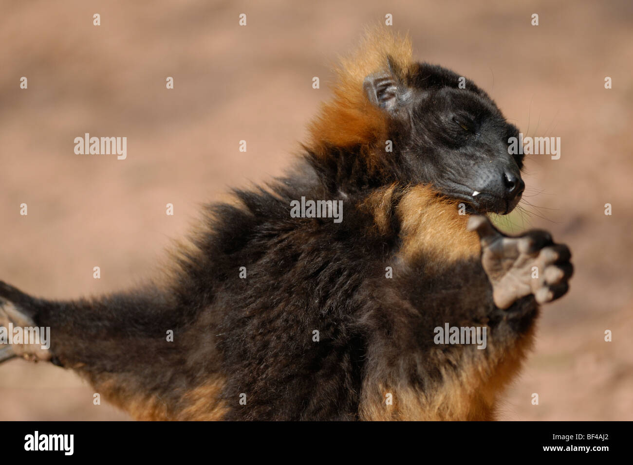 Red Ruffed Lemur Stock Photo - Alamy