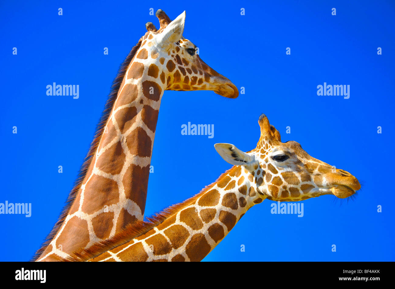 Giraffe Couple High Resolution Stock Photography and Images - Alamy