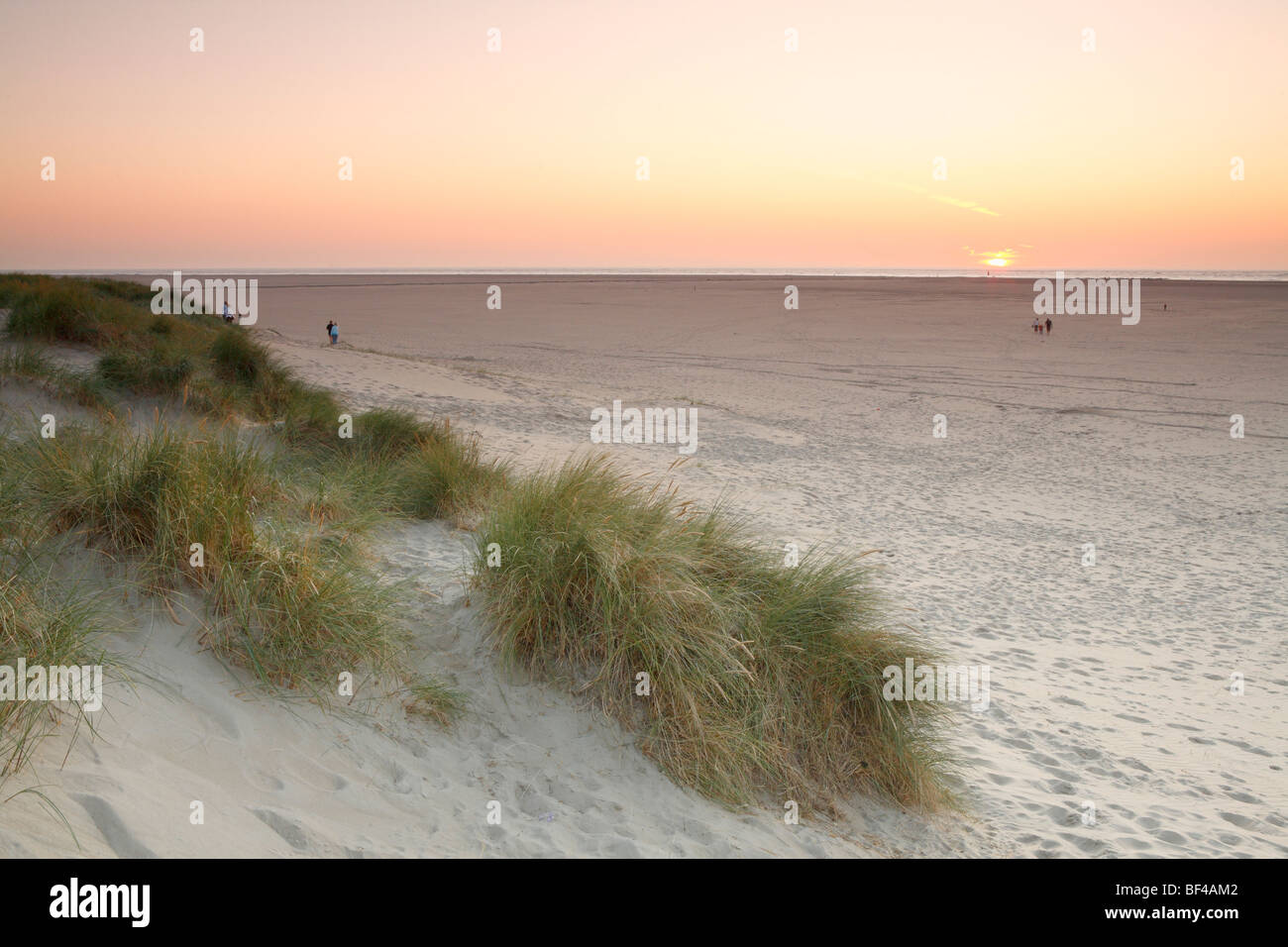 Dunes on the beach near the lighthouse at sunset, Texel island, Holland ...