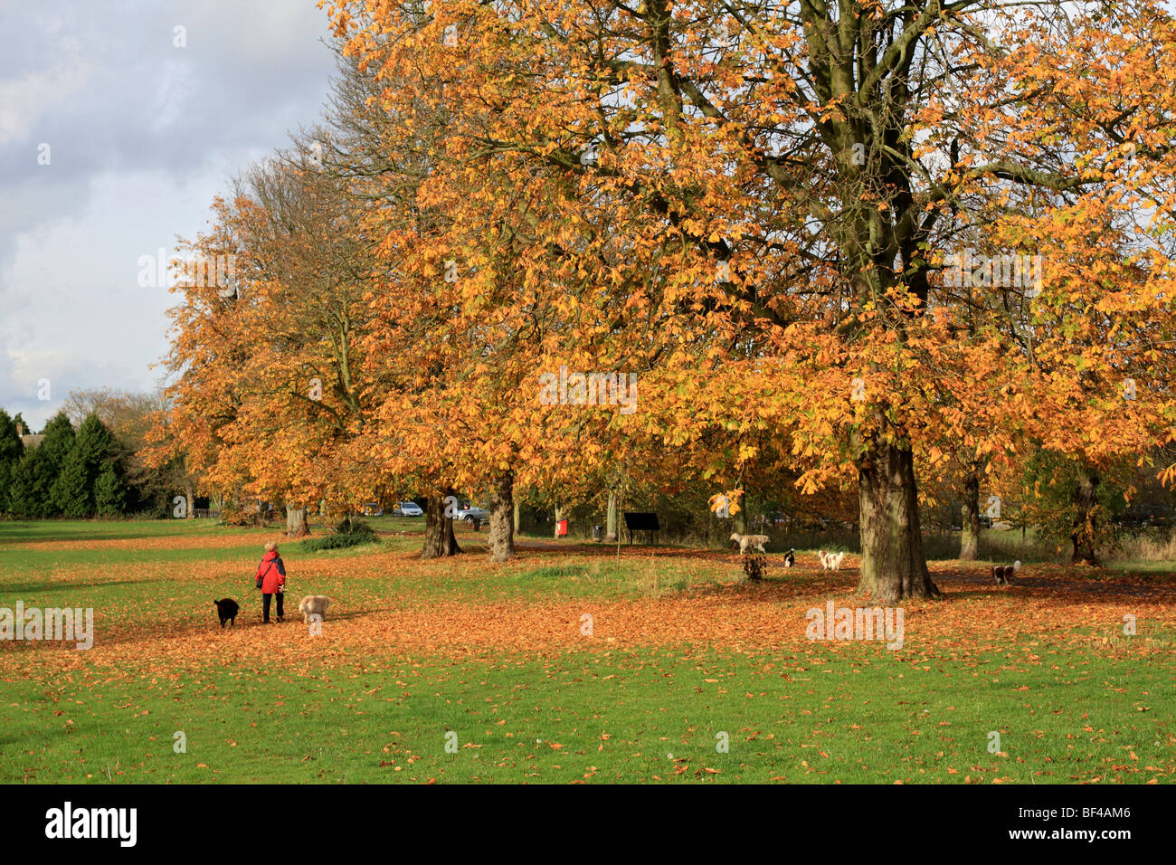 Surrey autumn dogs hi-res stock photography and images - Alamy
