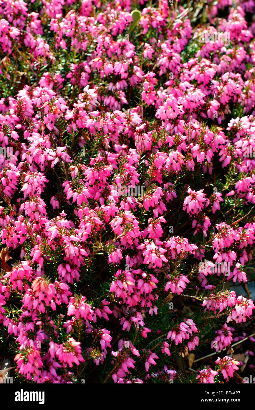 Winter flowering heather hi-res stock photography and images - Alamy