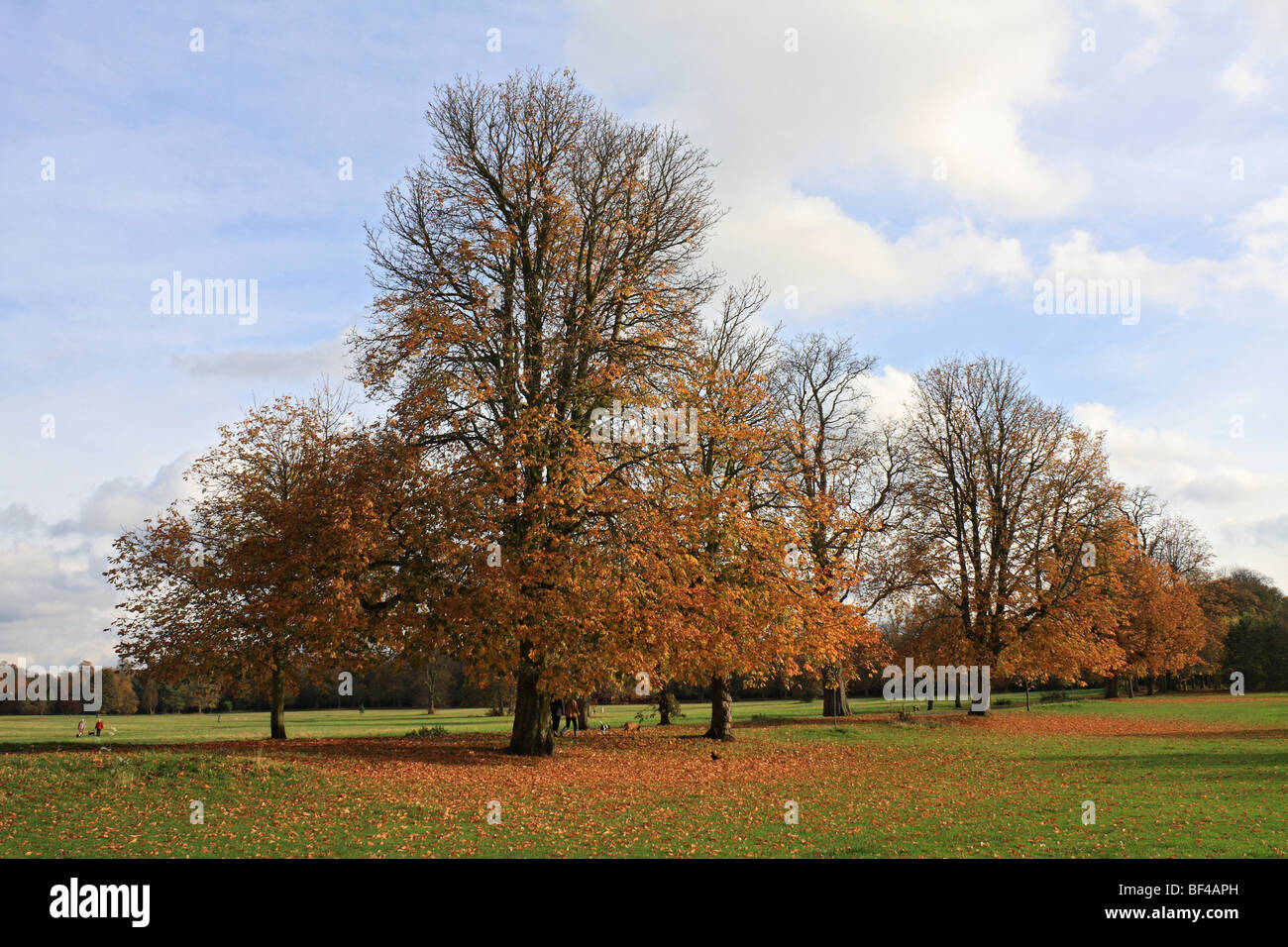 Autumn horse chestnut tree hi-res stock photography and images - Alamy