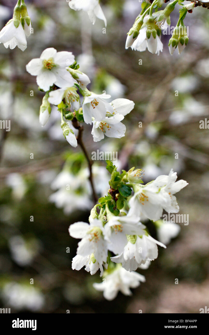 Yamadae hi-res stock photography and images - Alamy