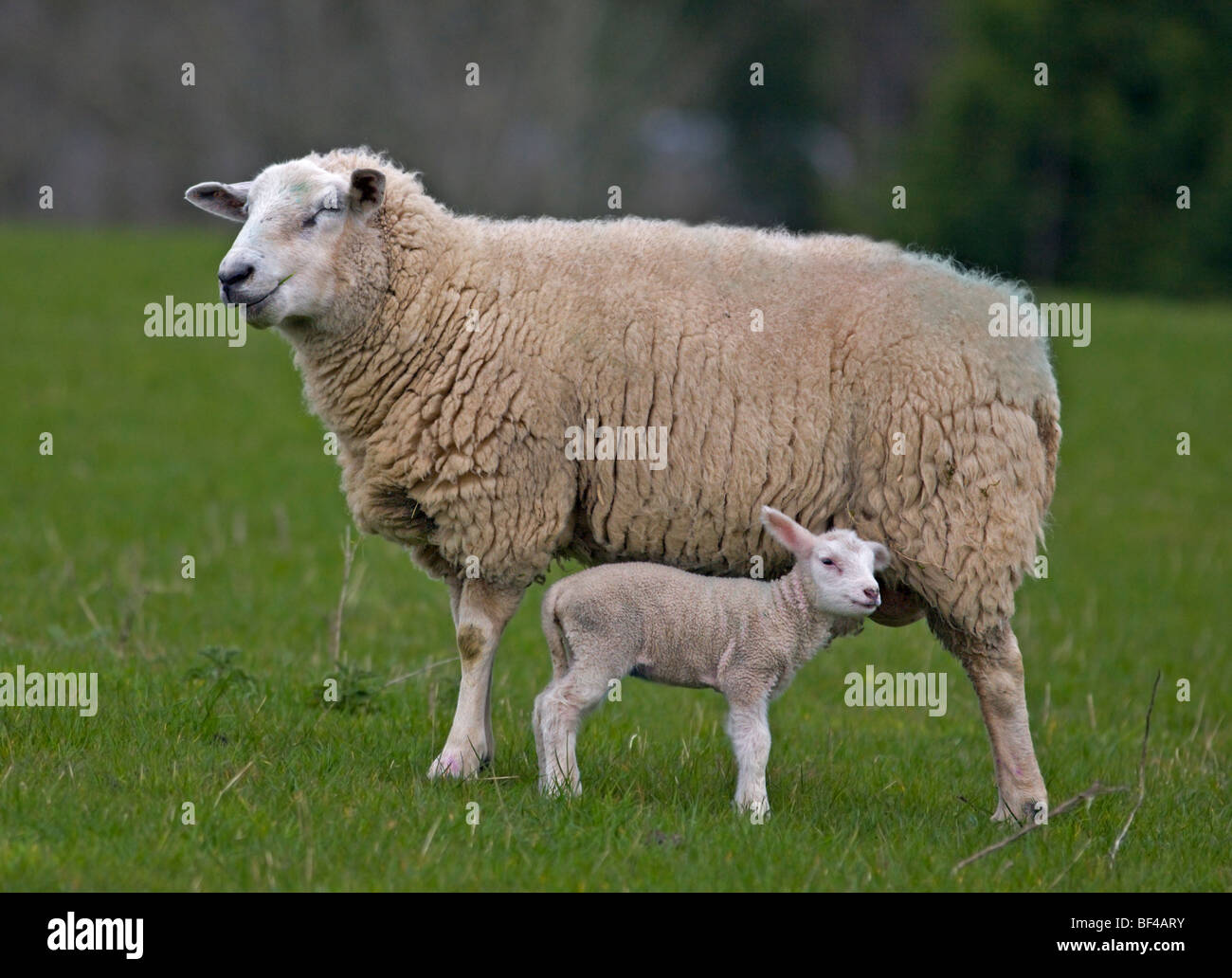 Sheep and Lamb Stock Photo - Alamy
