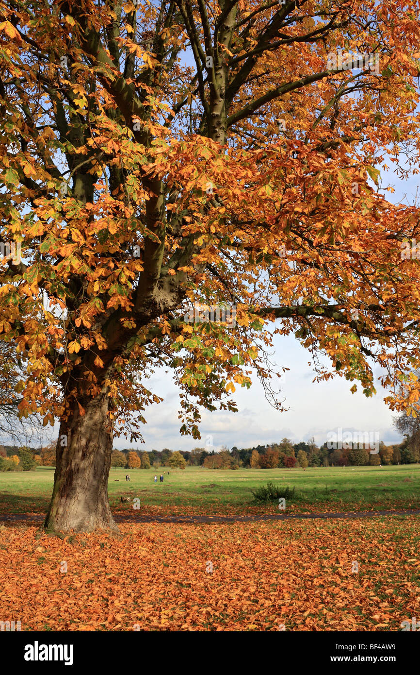Surrey trees hi-res stock photography and images - Alamy