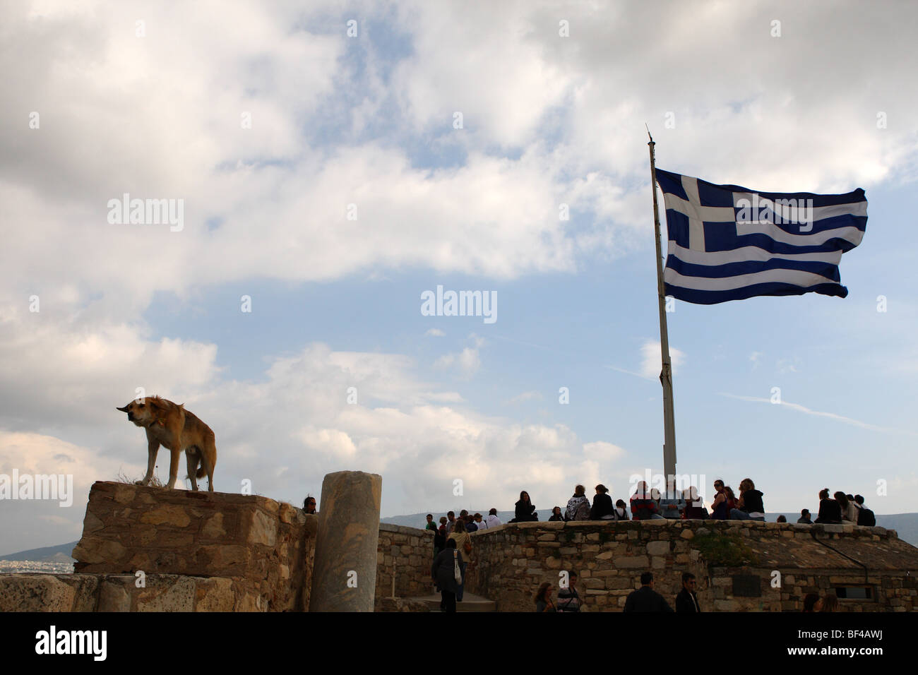 Greek flag and stray dog at the Acropolis in Athens Greece Stock Photo ...