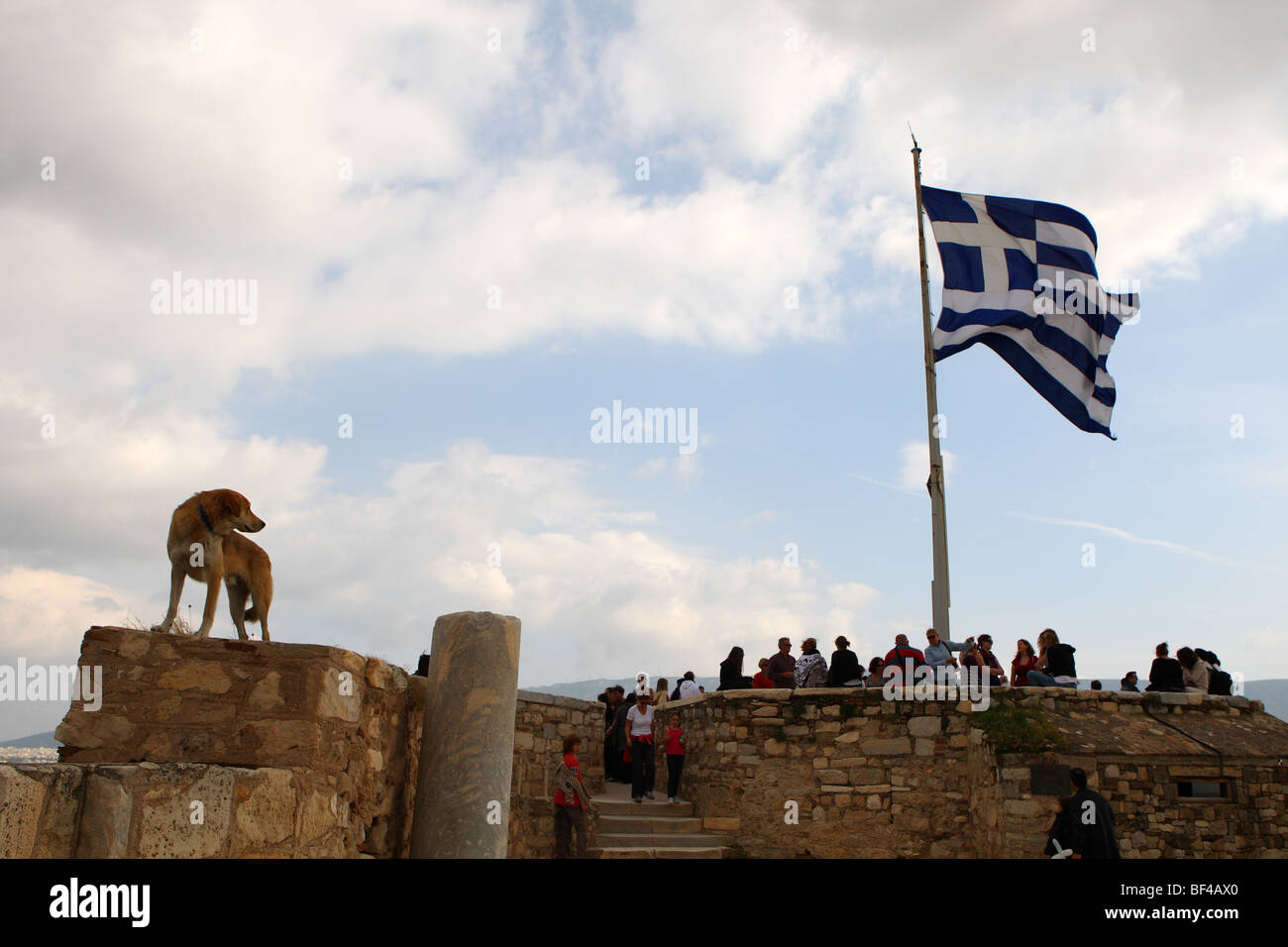 Greek Hound High Resolution Stock Photography and Images - Alamy