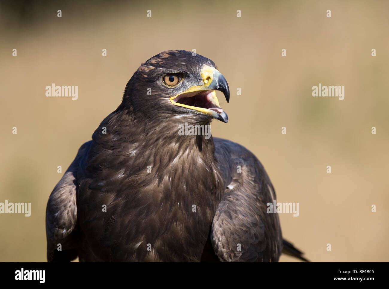 Steppe Eagle (Aquila nipalensis Stock Photo - Alamy