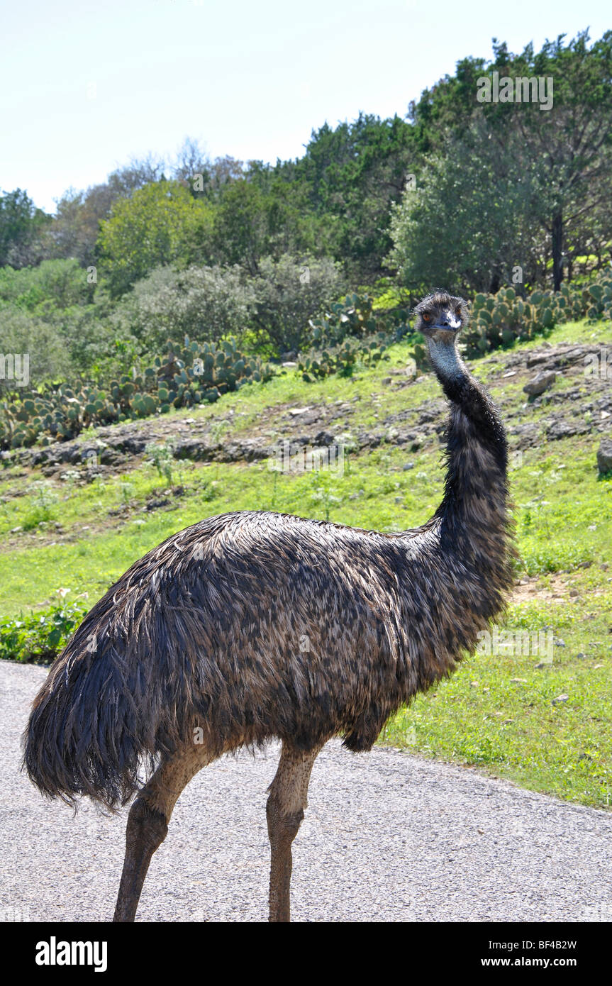 Emu bird hi-res stock photography and images - Alamy