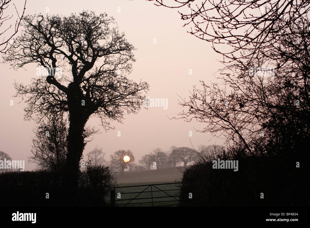 Devon dawn in spring Stock Photo - Alamy