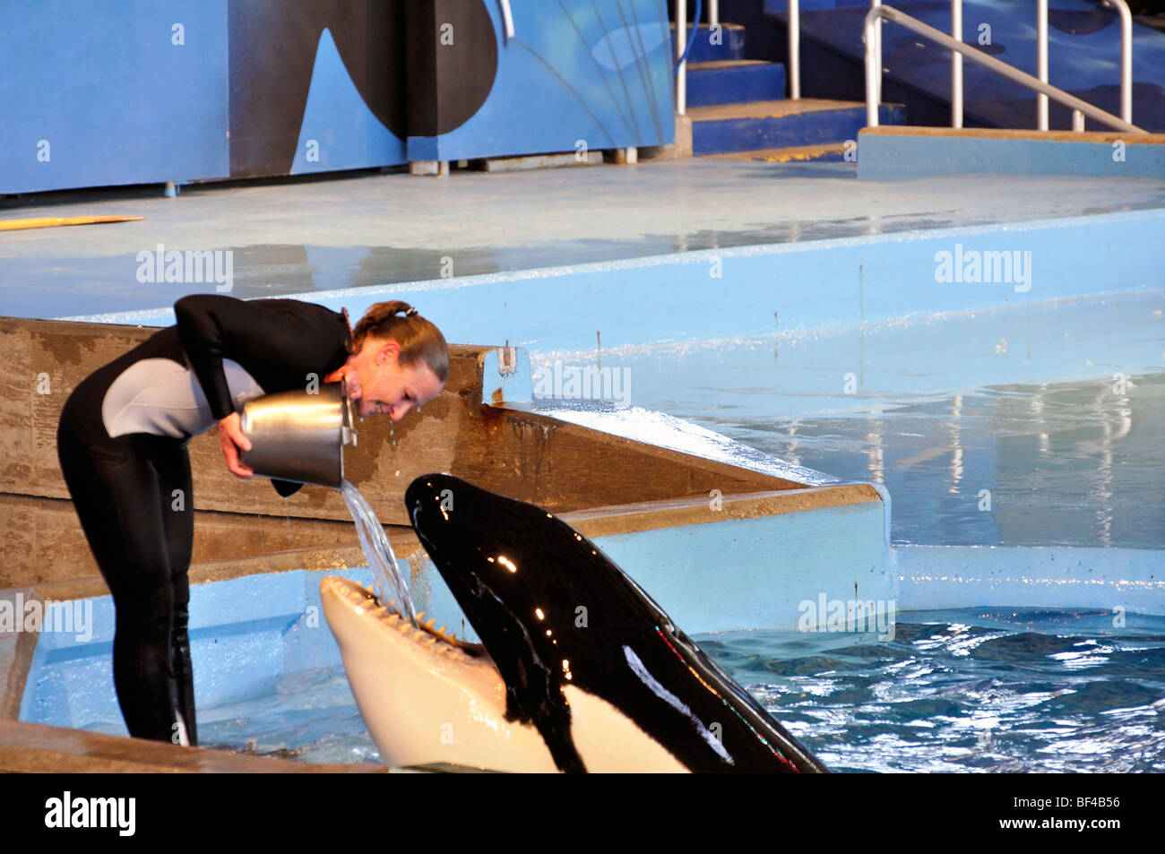 Killer whale show at SeaWorld, San Antonio, Texas - the largest ...